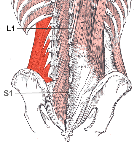 Low Back Pain - Quadratus Lumborum - West Suburban Pain Relief