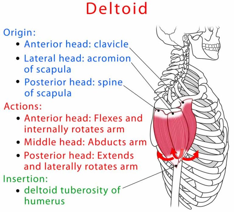 Deltoid Muscles - Deep Shoulder Pain - West Suburban Pain Relief