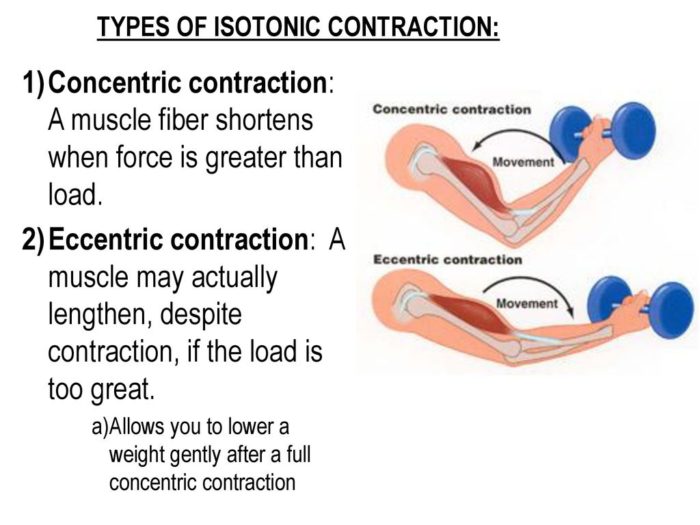 Brachialis - Thumb and Elbow Pain - West Suburban Pain Relief