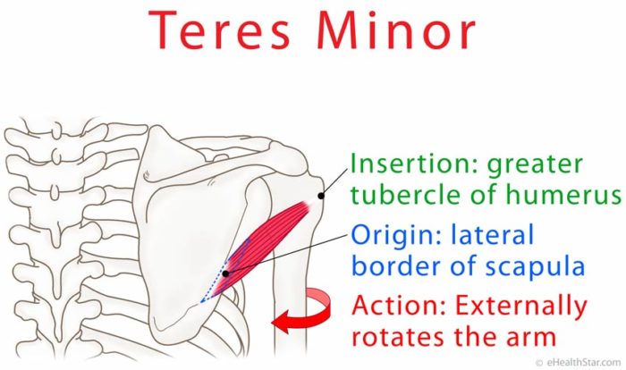 Teres Minor Muscle - Back of Shoulder Pain - West Suburban Pain Relief