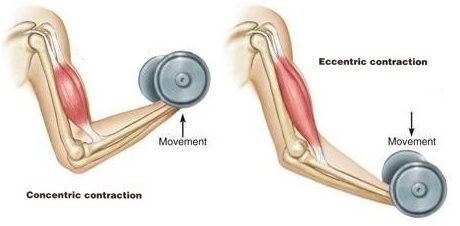 Supinator - Forearm and Thumb Pain - West Suburban Pain Relief