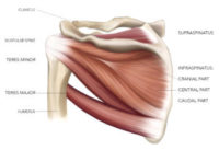 Teres Minor Muscle - Back of Shoulder Pain - West Suburban Pain Relief