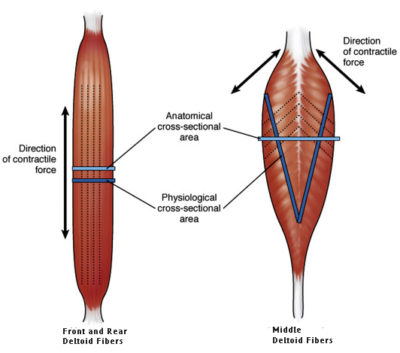 Deltoid Muscles - Deep Shoulder Pain - West Suburban Pain Relief