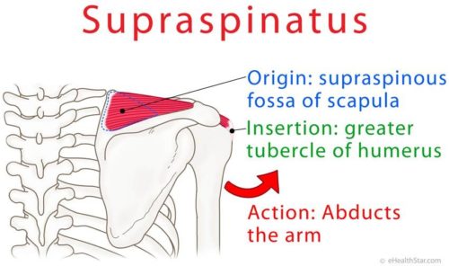 Supraspinatus Muscle - Arm Raising Pain - West Suburban Pain Relief