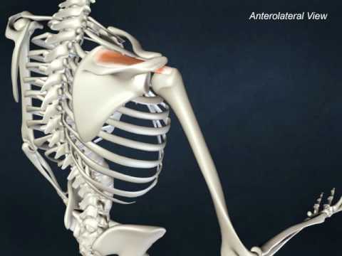Supraspinatus Muscle - Arm Raising Pain - West Suburban Pain Relief