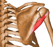 Teres Minor Muscle - Back of Shoulder Pain - West Suburban Pain Relief