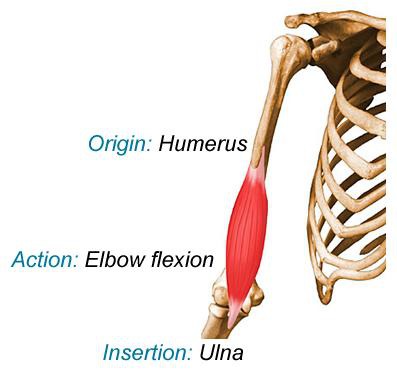 Brachialis - Thumb and Elbow Pain - West Suburban Pain Relief