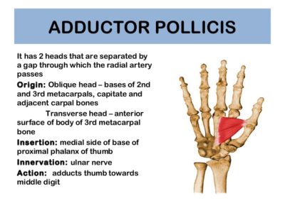 Adductor/Oppenens Pollicis - Thumb Pain - West Suburban Pain Relief