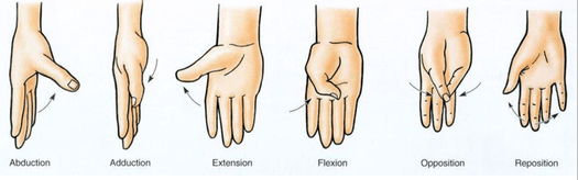 Adductor/Oppenens Pollicis - Thumb Pain - West Suburban Pain Relief